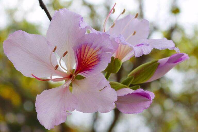 Hoa ban | Biểu tượng của sự chung thủy, lãng mạn trong tình yêu - FLoLi