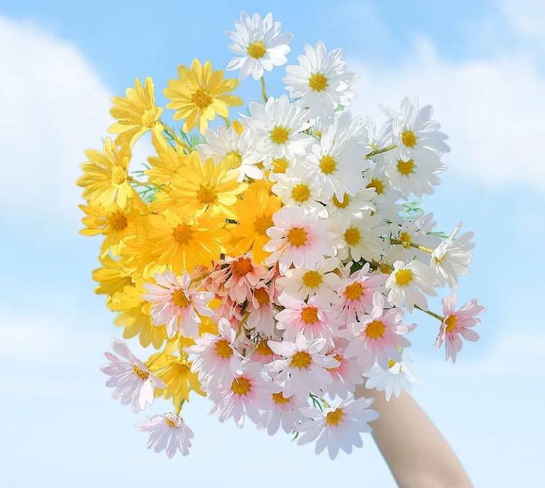 Hoa Cúc Họa Mi: Ý nghĩa biểu tượng và những dịp nên chọn tặng - FLoLi
