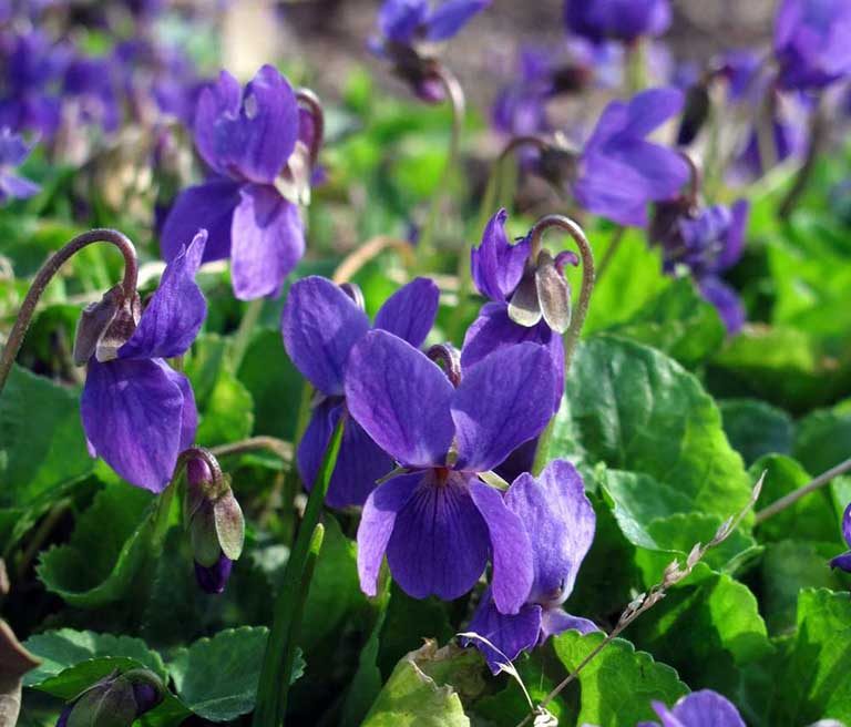 Ý nghĩa Hoa Violet | Tượng trưng cho sự thủy chung trong tình yêu - FLoLi