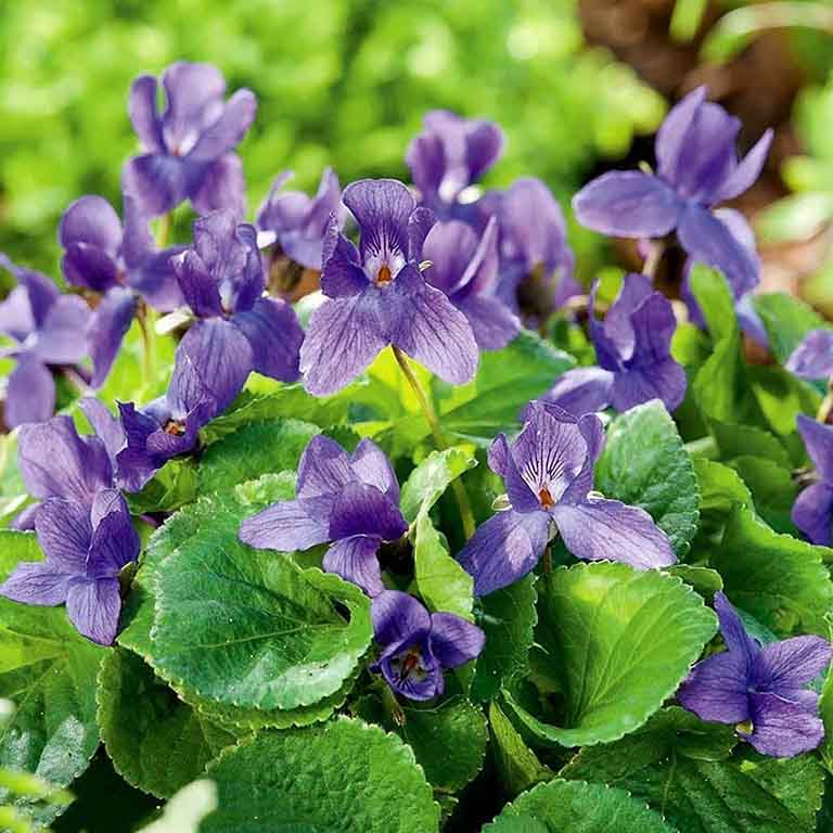Ý nghĩa Hoa Violet | Tượng trưng cho sự thủy chung trong tình yêu - FLoLi