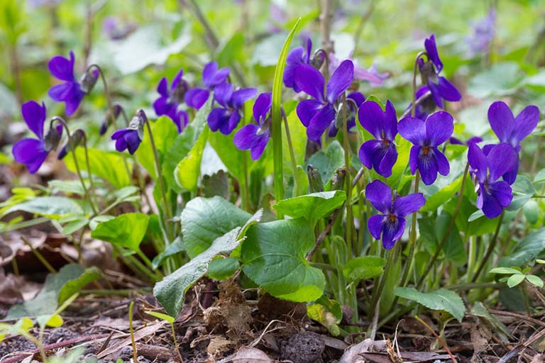 Ý nghĩa Hoa Violet | Tượng trưng cho sự thủy chung trong tình yêu - FLoLi