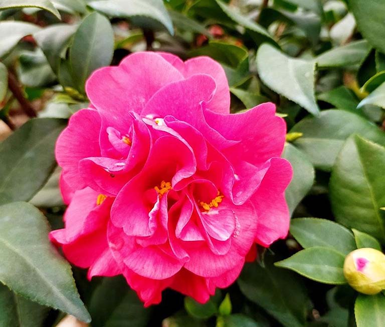 Hoa Trà: Nguồn gốc, đặc điểm và ý nghĩa theo màu sắc - FLoLi