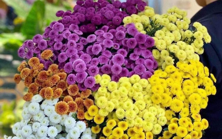 Hoa cúc Calimero (cúc bi) là hoa gì? Ý nghĩa và những dịp nên chọn tặng ...