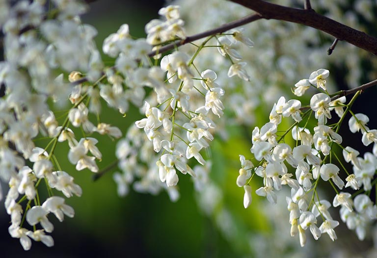 Hoa Sưa: Nguồn gốc, đặc điểm và ý nghĩa sâu sắc về tình yêu - FLoLi